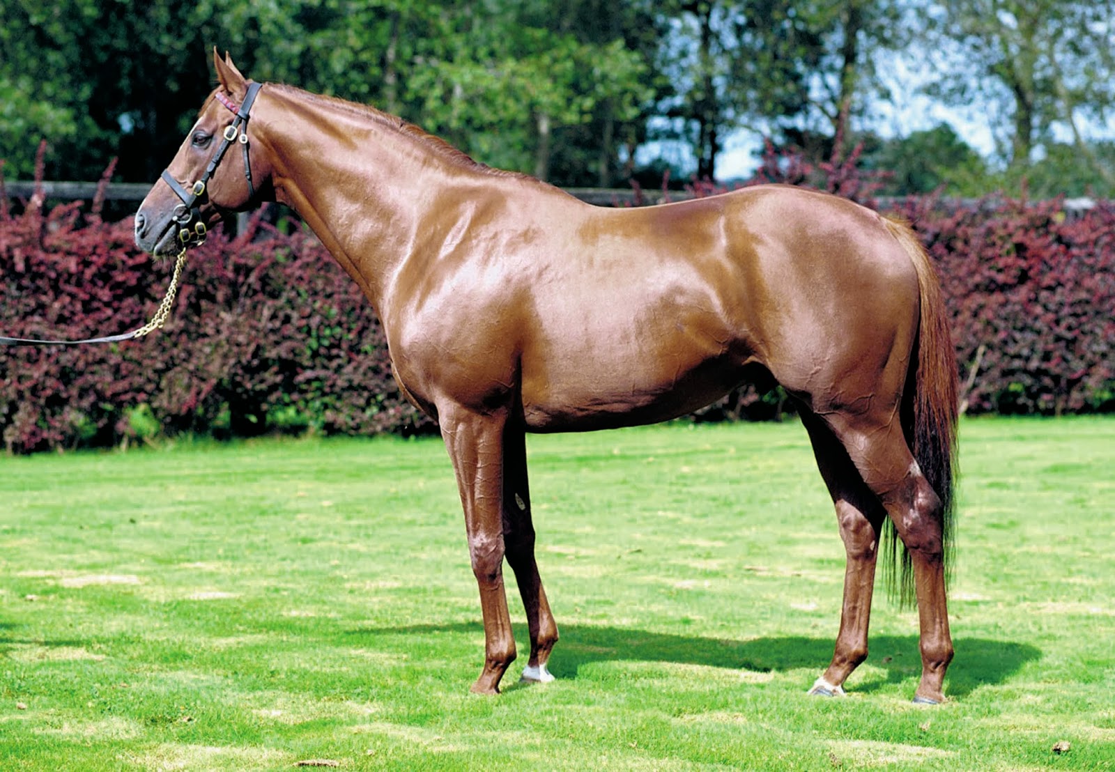 Stallion News: All'età di 18 anni, è deceduto Docksider. Il figlio di ...